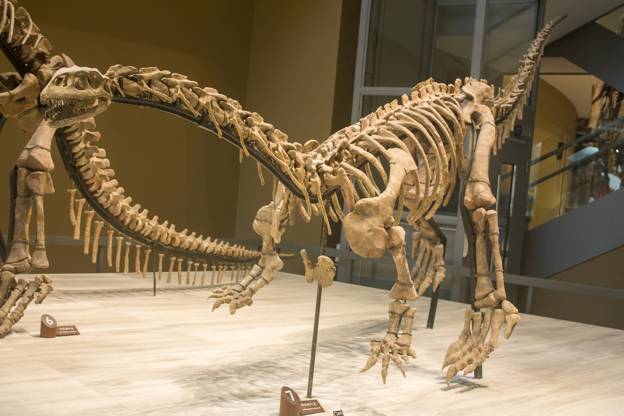 Surprising discovery: collagen in 195-million-year-old dinosaur fossils ...