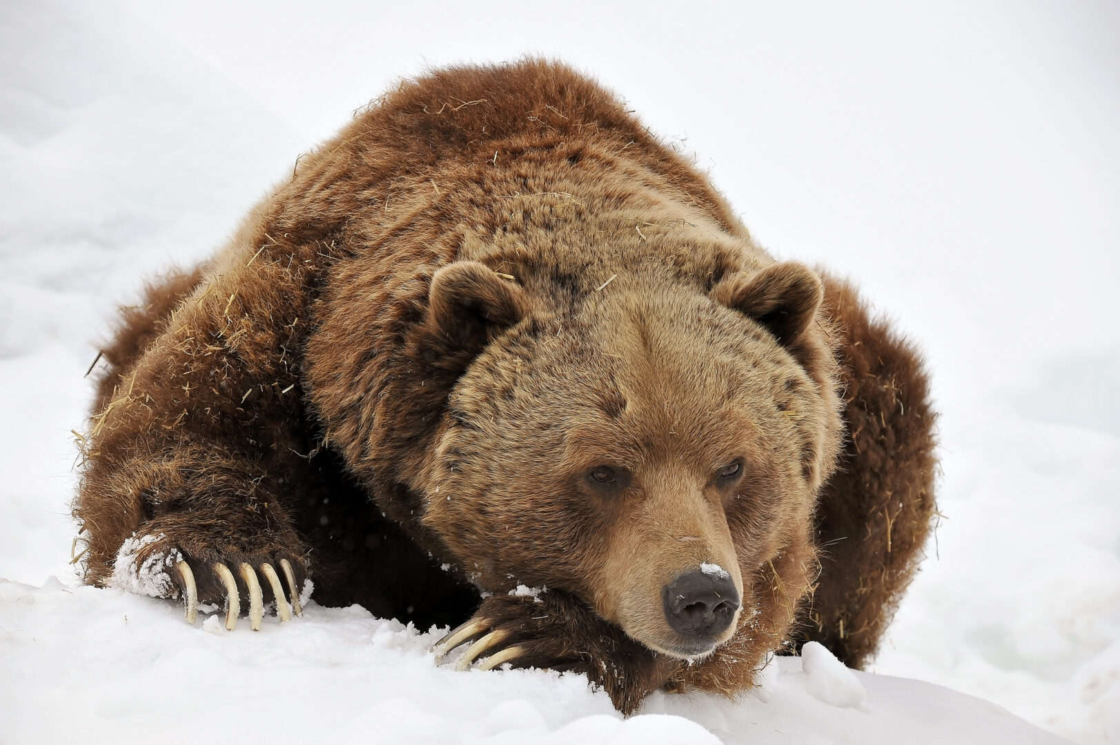 L’”ours grolar” : une nouvelle race favorisée par le changement ...