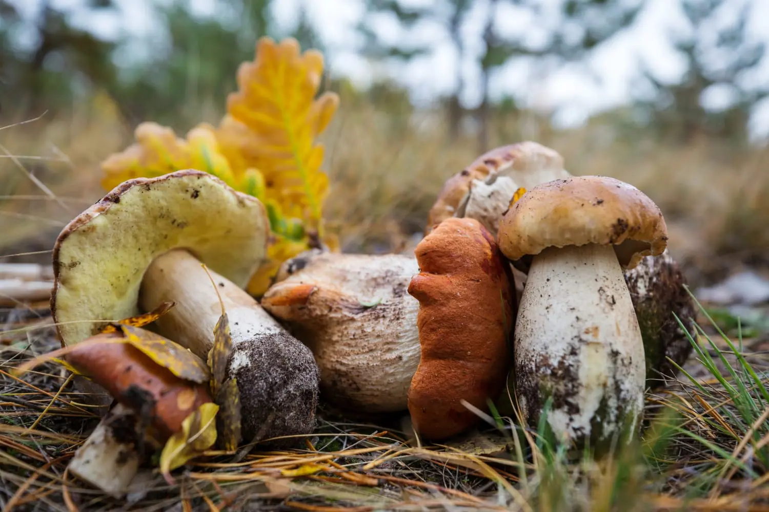 Alla⁣ scoperta ‍dei⁢ funghi in‌ Liguria: nove luoghi ‍da⁢ non perdere ...